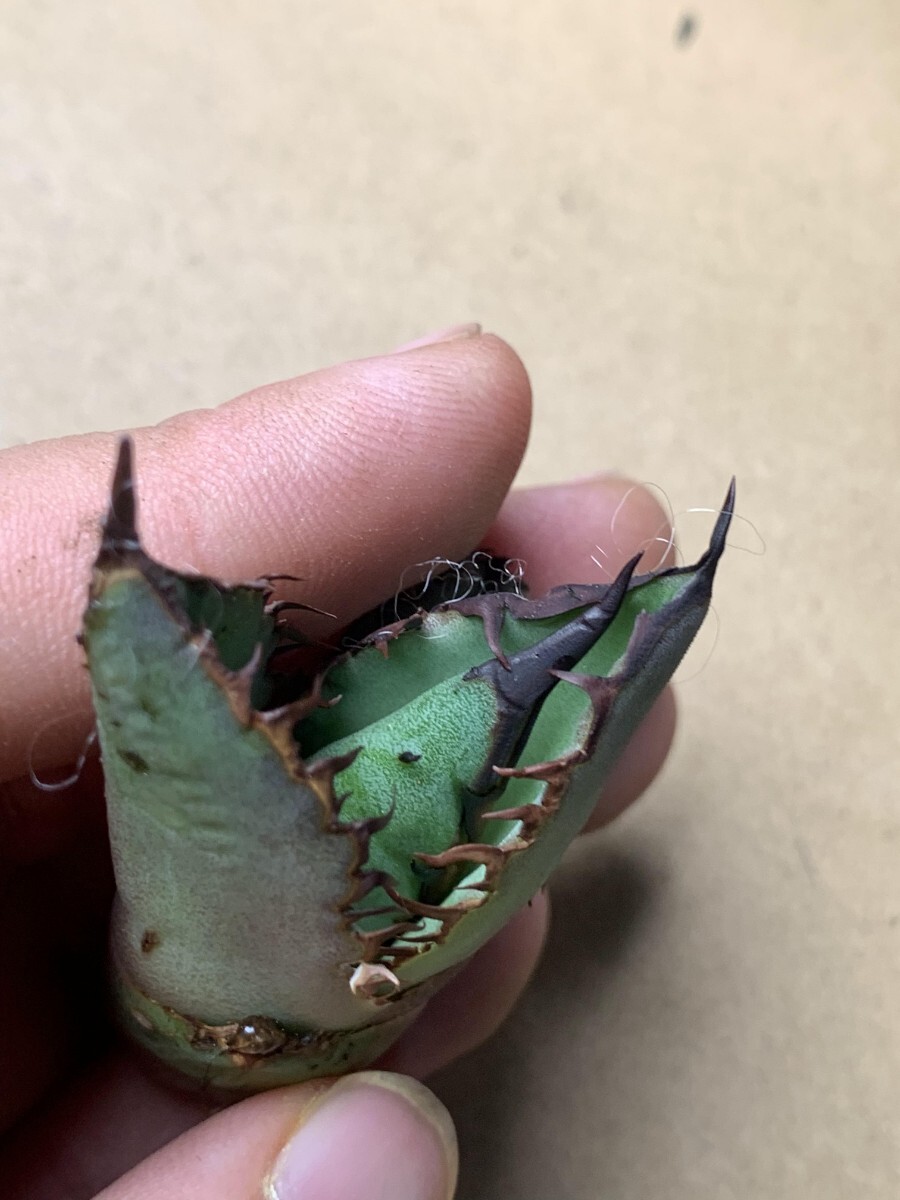 Yahoo!オークション - CA87多肉植物 アガベ チタノタAgave titanota ‘烈