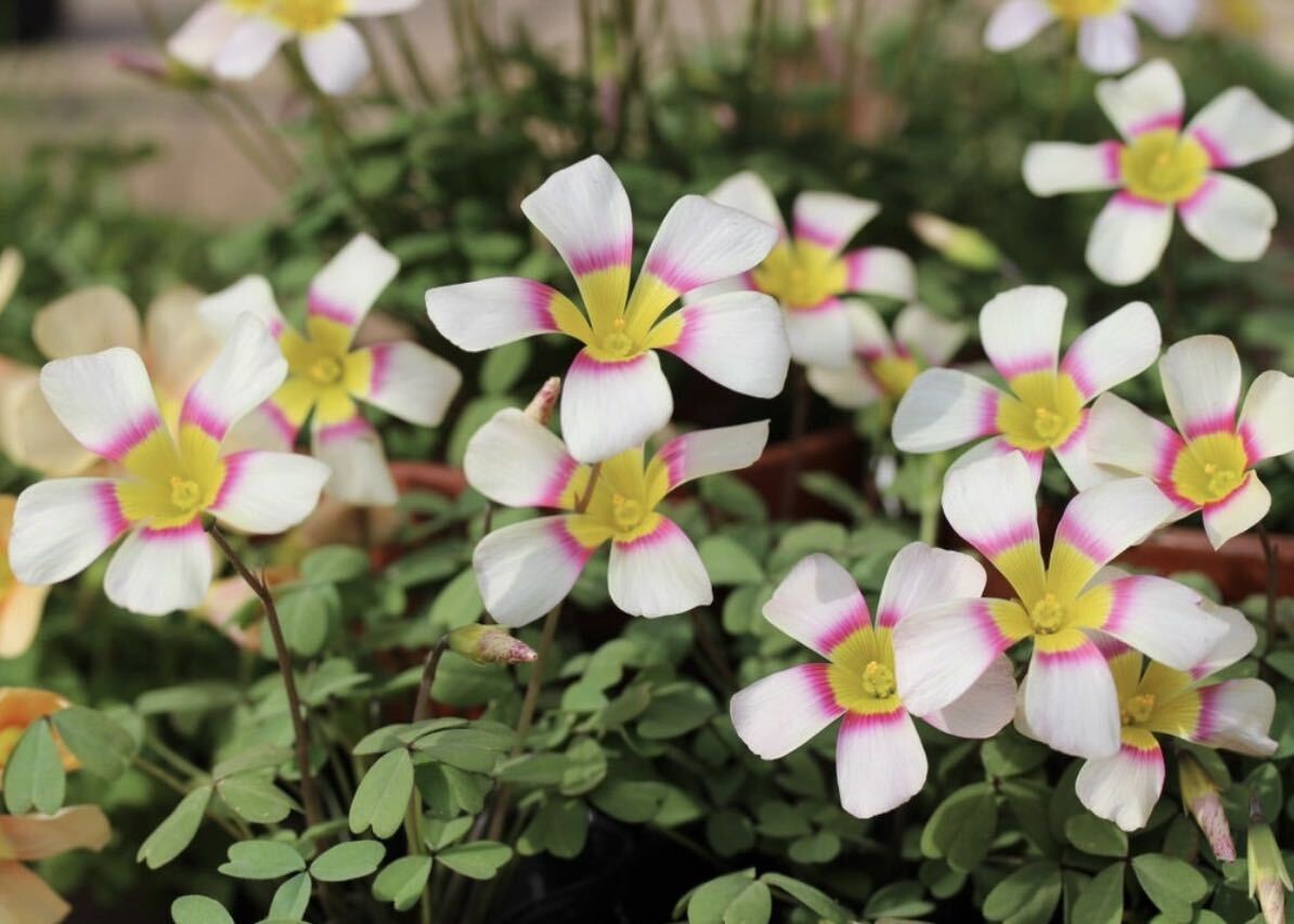 Yahoo!オークション - Oxalis obtusa Cream Dance 大輪花 艶々で美しい...