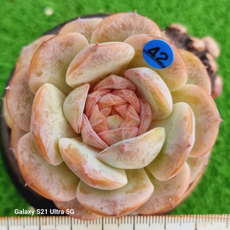 Yahoo!オークション - 0607-発送B042 花 エケベリア 多肉植物 韓国苗