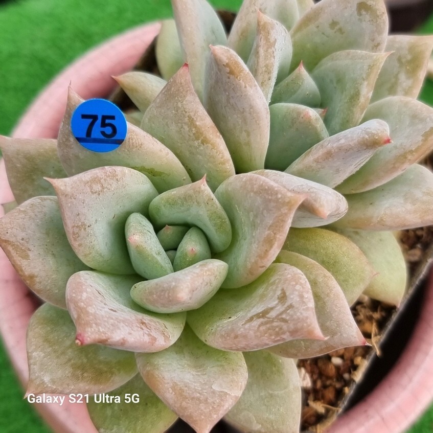 Yahoo!オークション - 0607-発送B075 グレーバラ エケベリア 多肉植物 ...