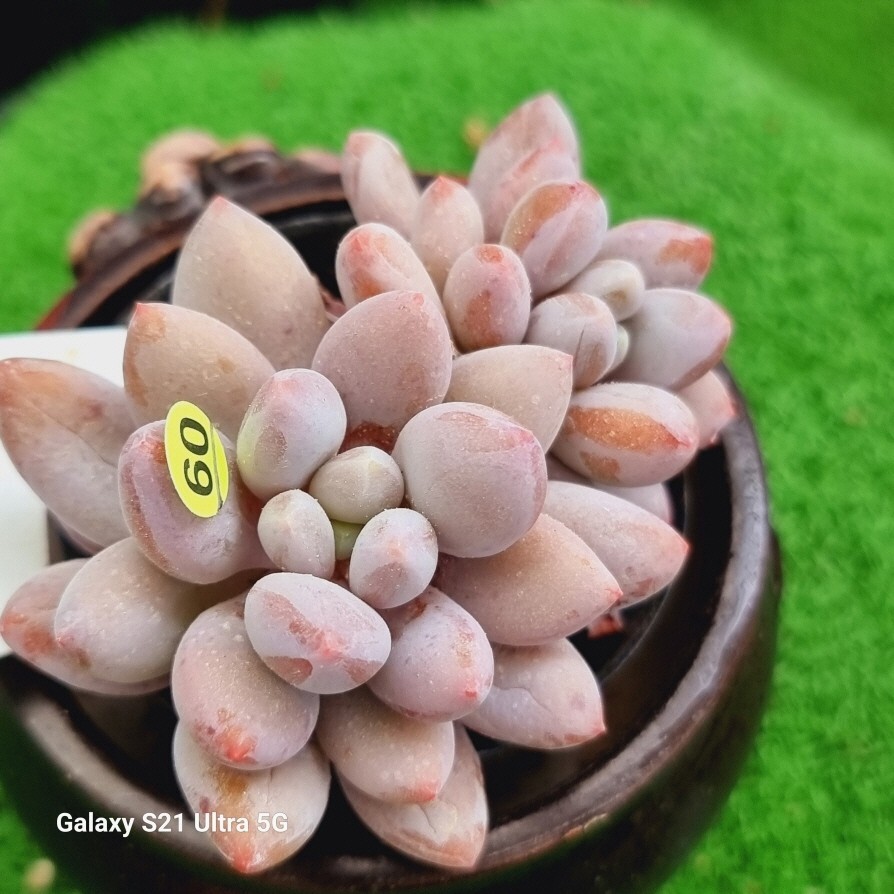 Yahoo!オークション - 0531発送‐Y560 エールビーナス エケベリア 多肉...