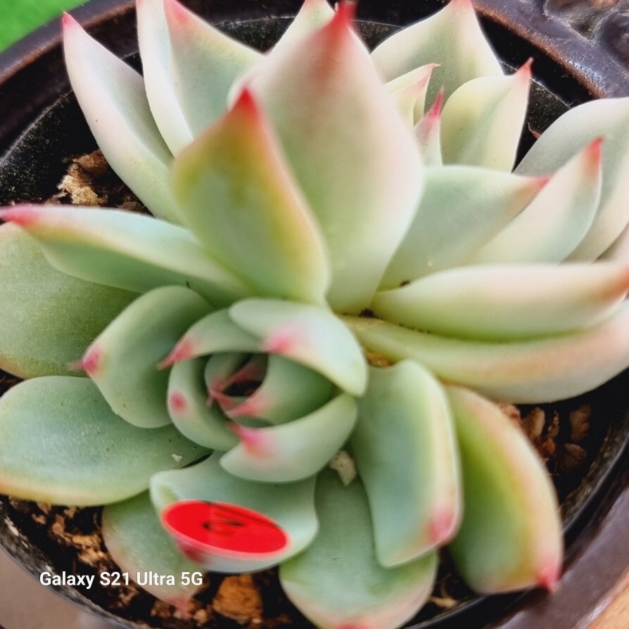 Yahoo!オークション - 0607-発送R102 チワワ(錦) エケベリア 多肉植物 ...