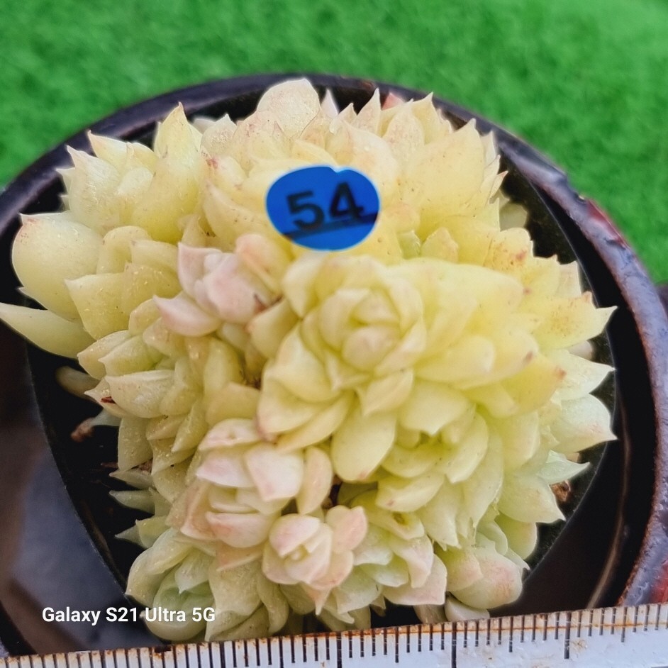 Yahoo!オークション - 0531発送‐B054 エーテル エケベリア 多肉植物 ...