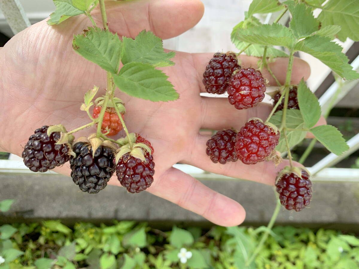 Yahoo!オークション - B98 ブラックベリー 苗 成人病予防 老化防止に...