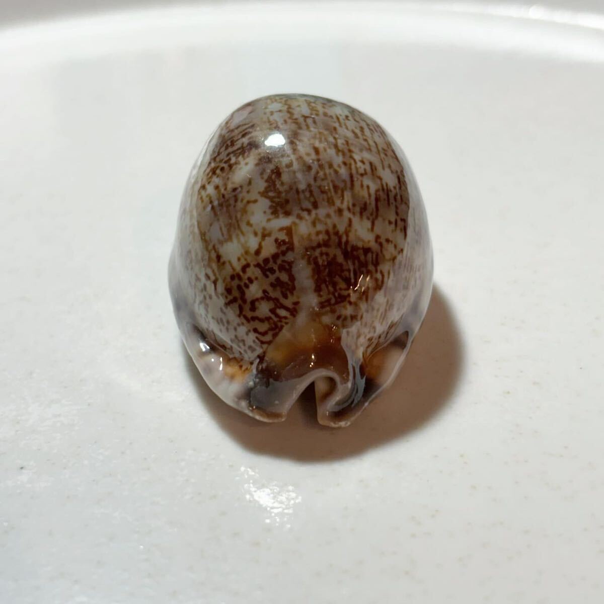 美品! ヤクシマダカラ 》 タカラガイ 貝殻 貝殻標本 標本 美品! ヤクシマダカラ 》 タカラガイ 貝殻 貝殻標本 標本