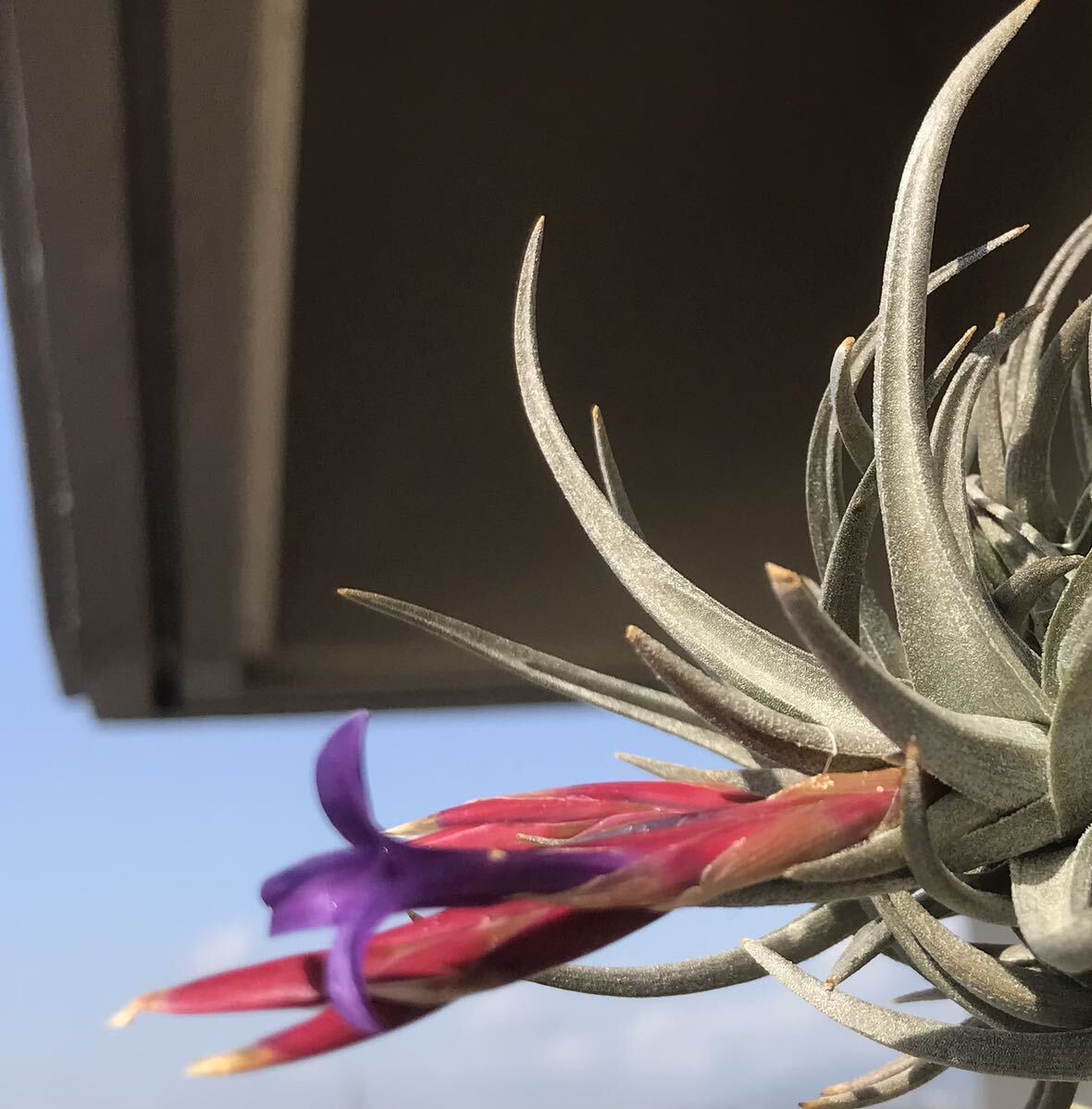 Yahoo!オークション - Tillandsia violaceiflora