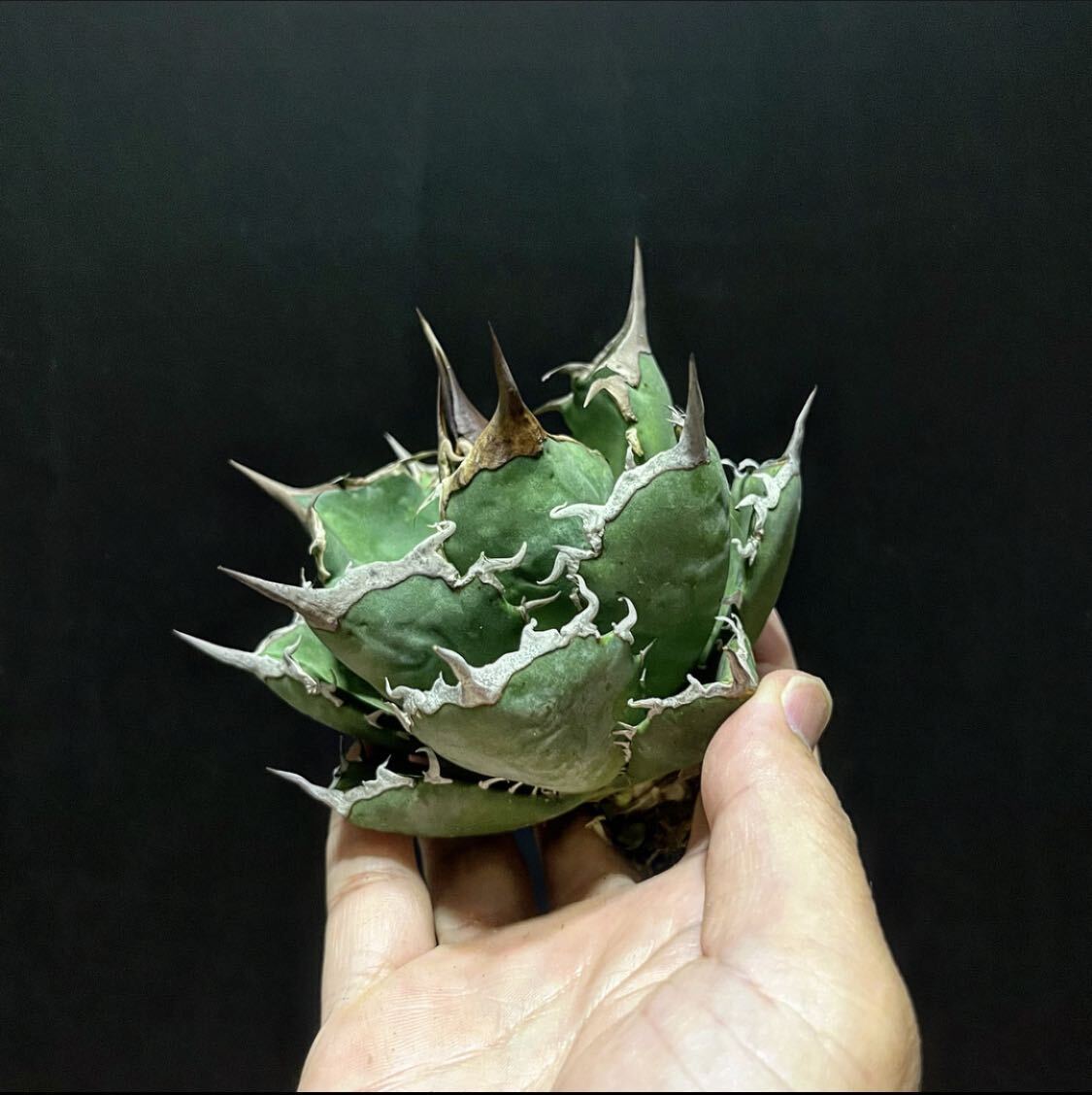 Yahoo!オークション - hp 13 アガベ チタノタ fo76 osp育成株 w約12cm