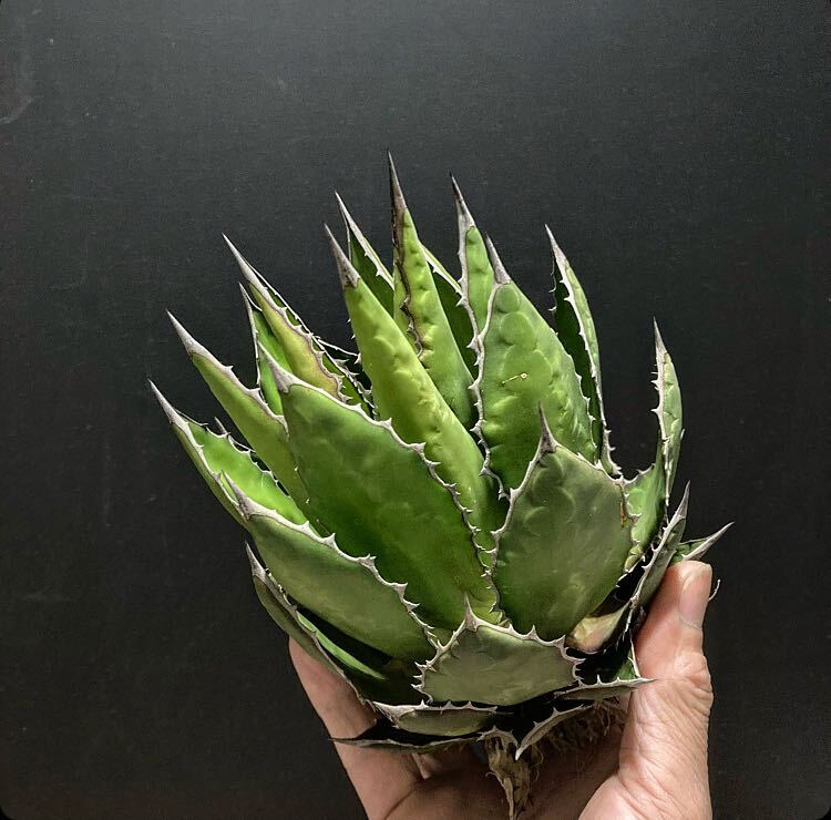 Yahoo!オークション - hp 68 アガベ ホリダ osp育成株 w約15cm