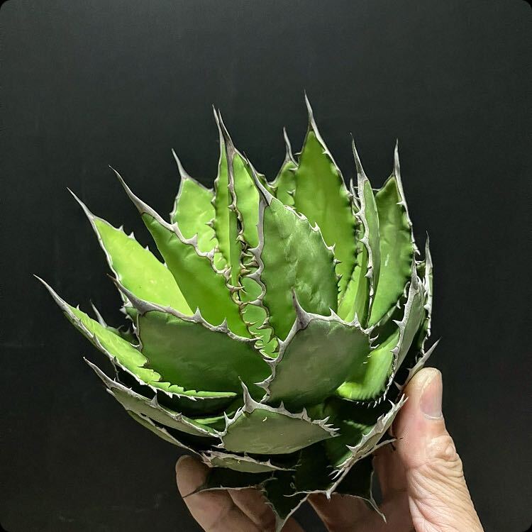 Yahoo!オークション - hp 65 アガベ ホリダ osp育成株 w約15cm