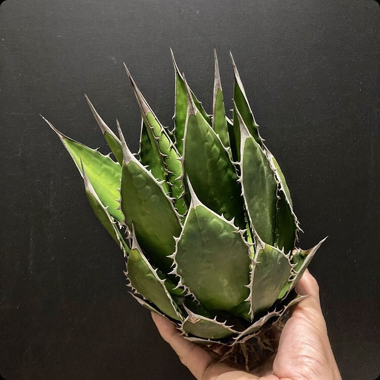 Yahoo!オークション - hp 4 アガベ ホリダ osp育成株 w約16cm