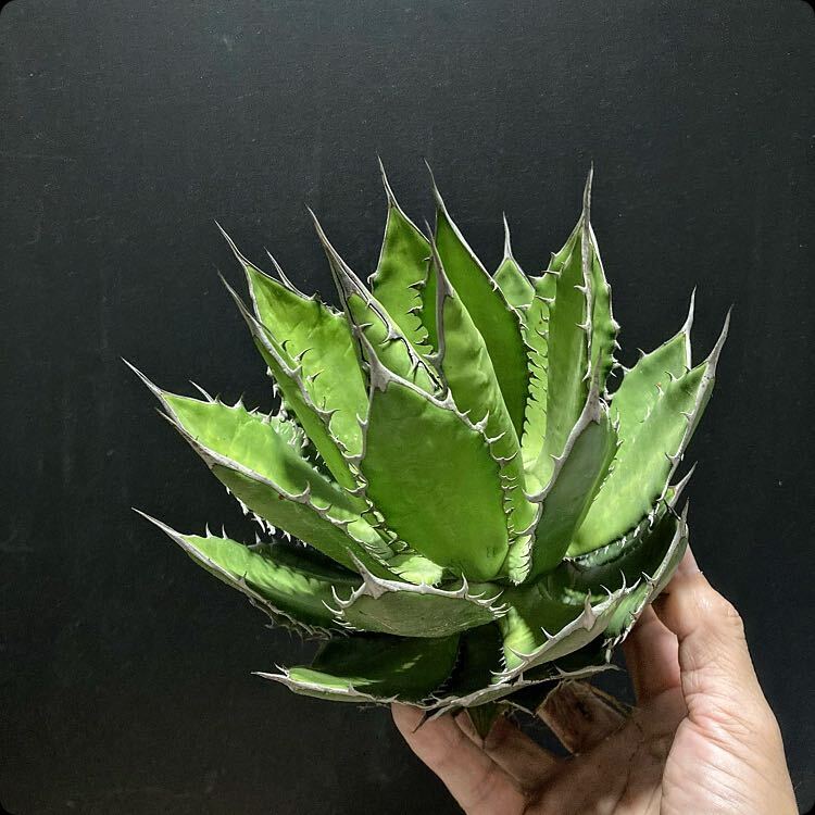 Yahoo!オークション - hp 113 アガベ ホリダ osp育成株 w約20cm