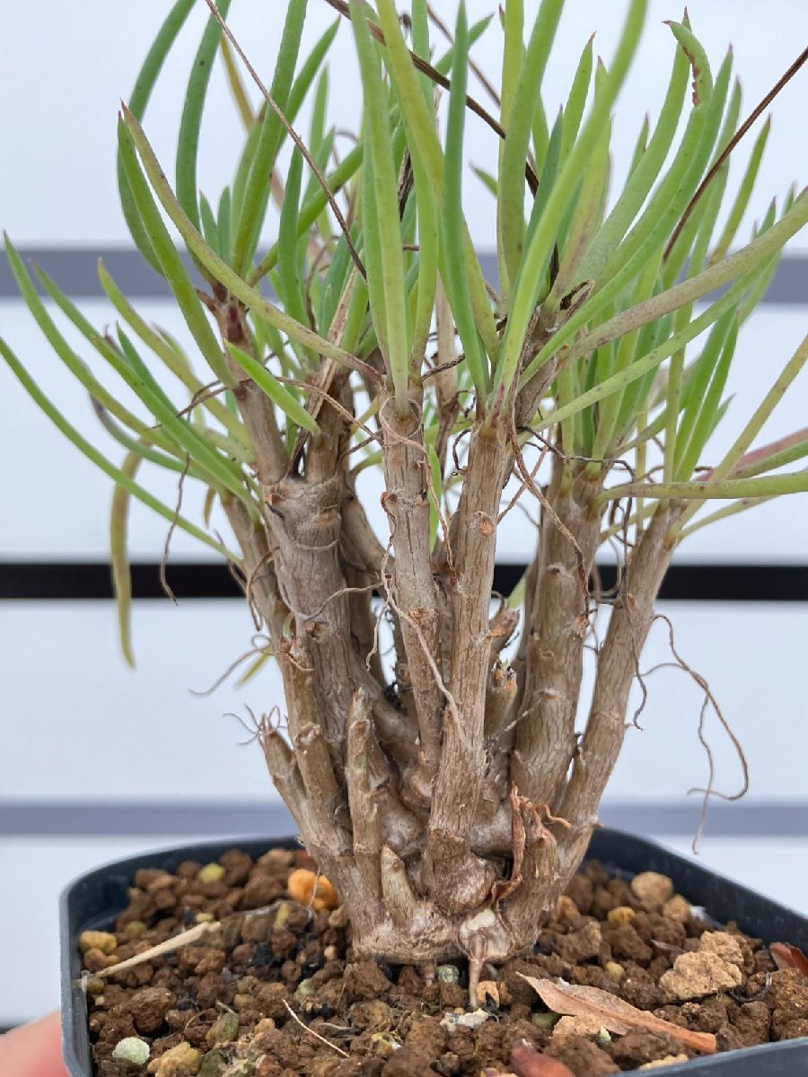 Yahoo!オークション - 4121 「サボテン」オトンナ プロテクタ 実生【発...