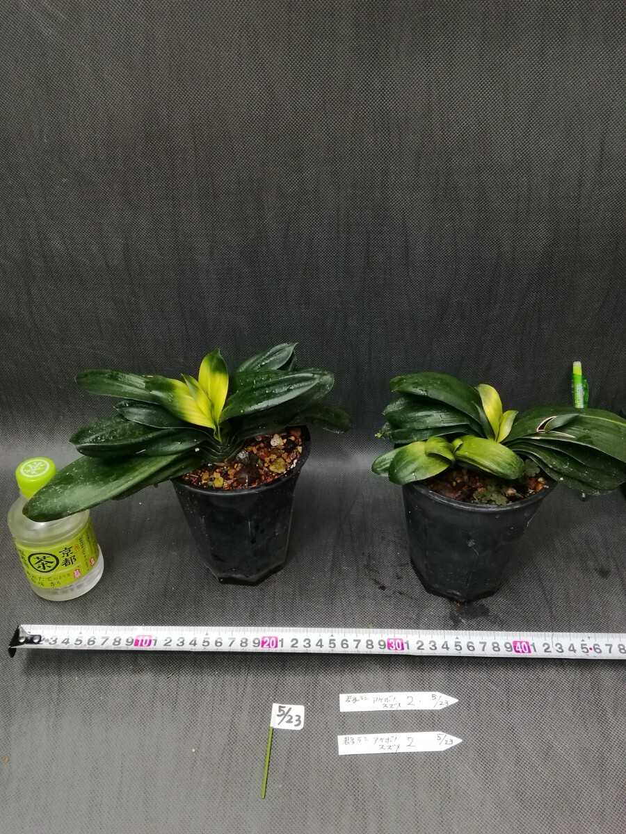 Yahoo!オークション - No.0523 斑入り 古典 君子蘭 アケボノスズメ 2ヶ...