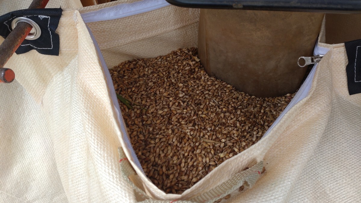 Yahoo!オークション - 販売開始令和6年産 もち麦10kg「ダイシモチ...