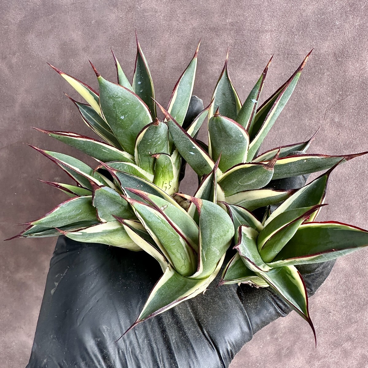 Yahoo!オークション - 【Lj_plants】W155多肉植物アガベ スノーグロー...