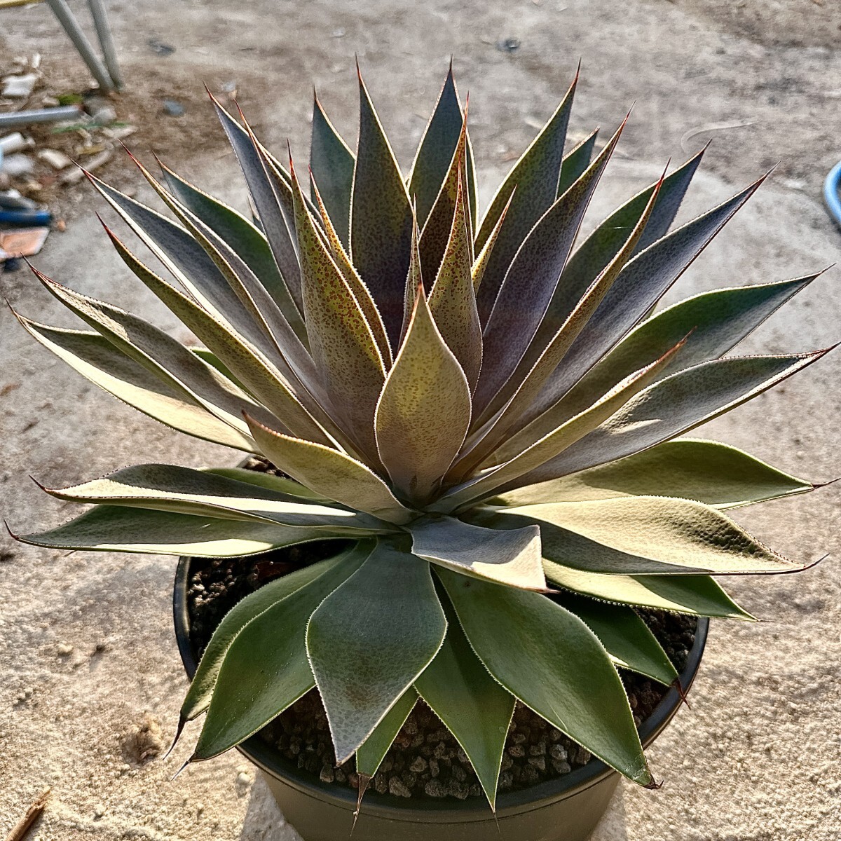 Yahoo!オークション - 【Lj_plants】W278アガベ Mangave 'Lavender Lad...