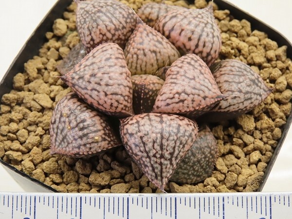 Yahoo!オークション - [W061]ピクタ 実生 未繁殖 ヤマト運輸 【多肉植...