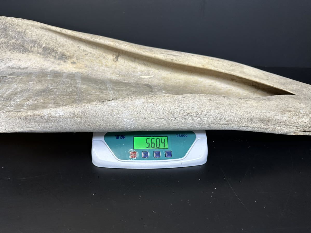 Yahoo!オークション - [A363] 約5.6kg マッコウクジラ骨 鯨骨 クジラ ...