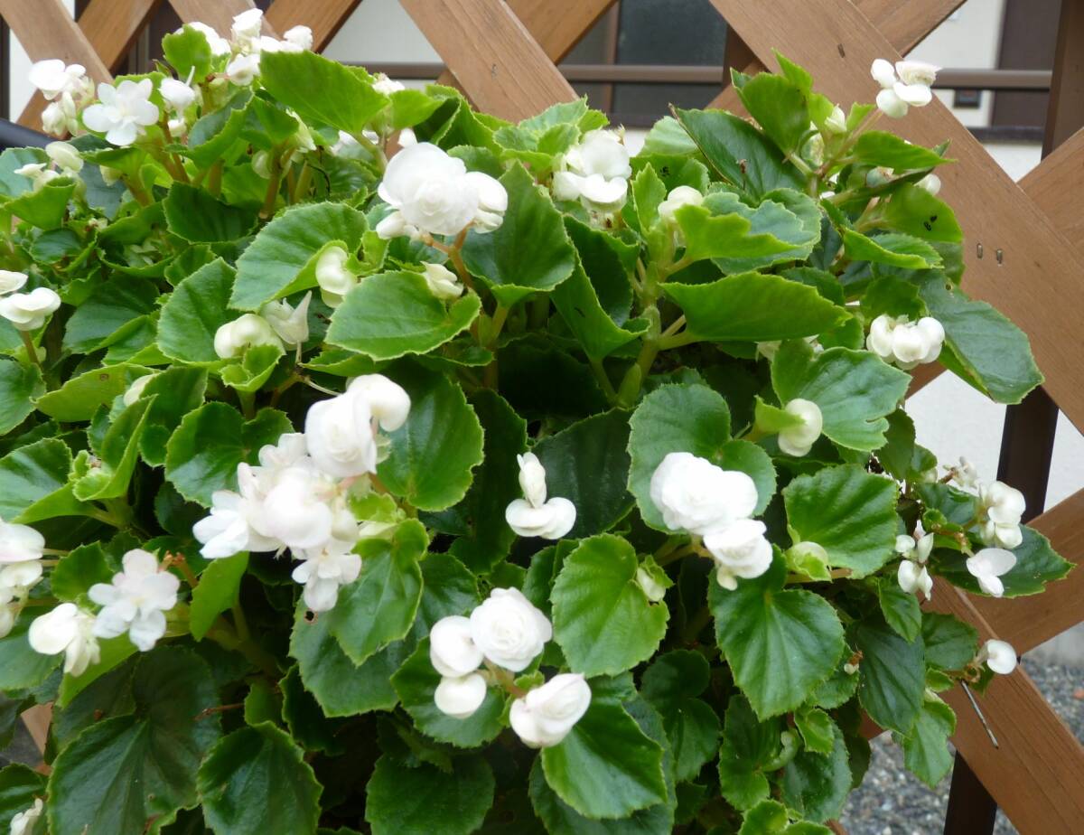 Yahoo!オークション - ベゴニア パソダブル ホワイト ハンギングバス...