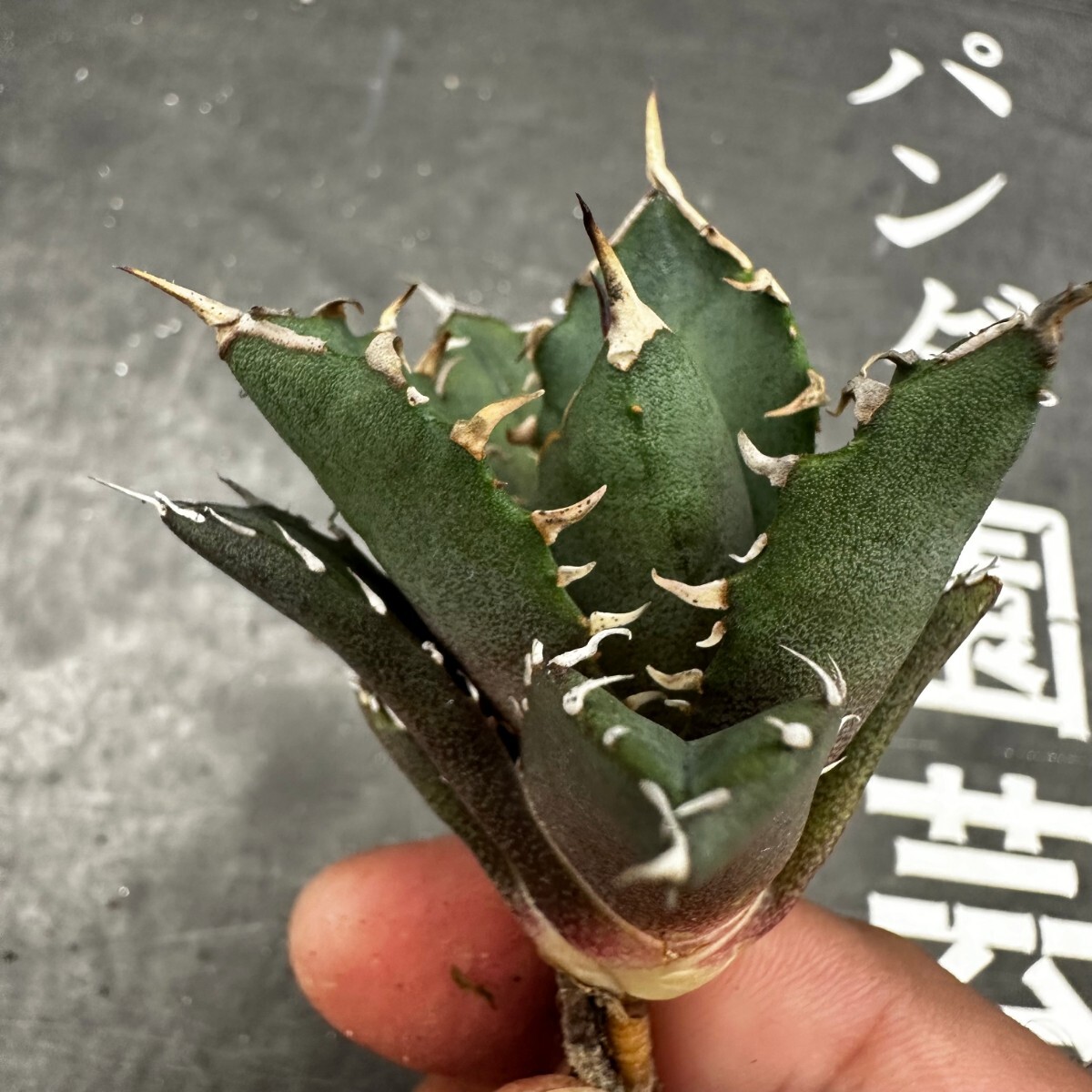 Yahoo!オークション - Q15【パンダ園芸】多肉植物 アガベ チタノタ ト...