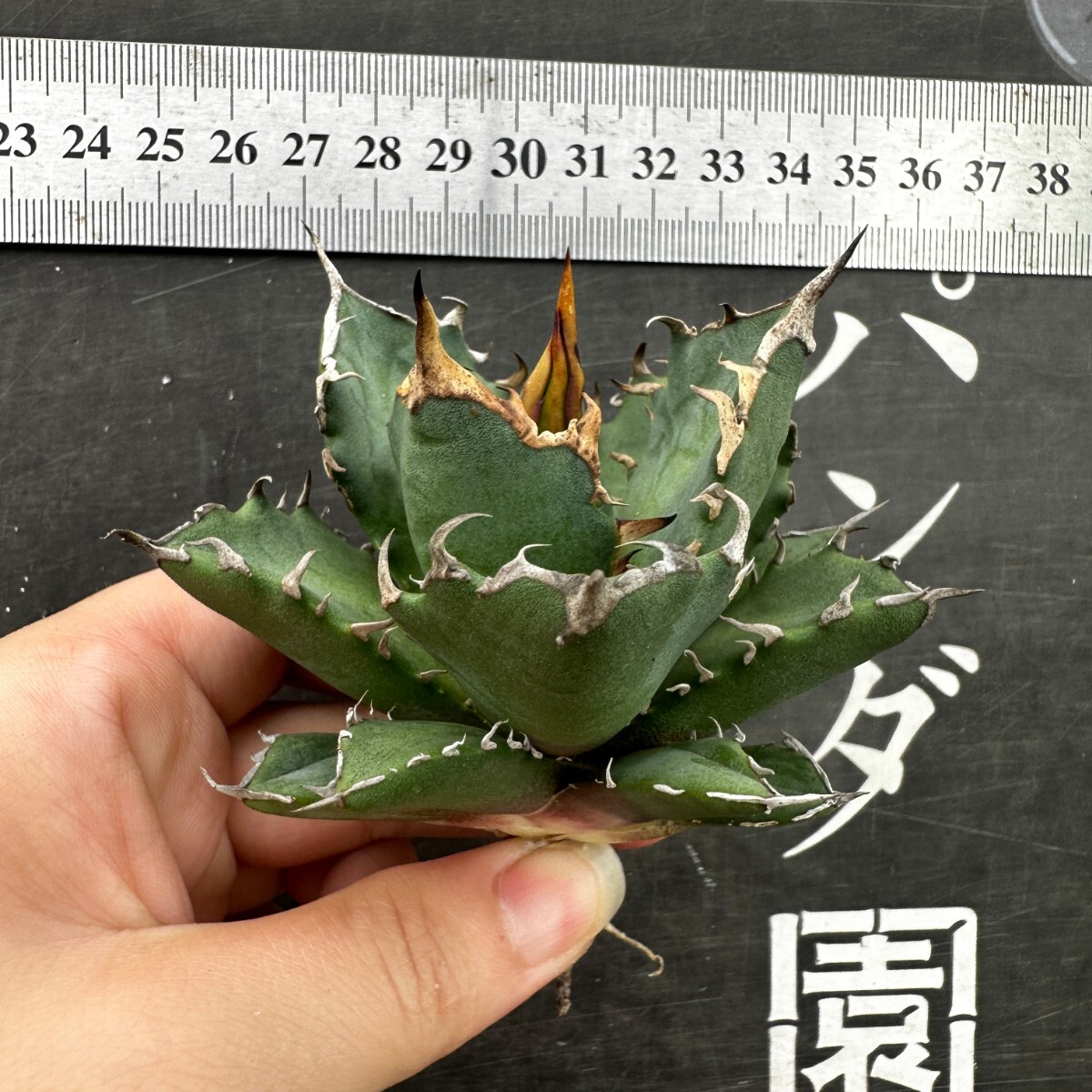 Yahoo!オークション - F49【パンダ園芸】多肉植物 アガベ チタノタ ト...