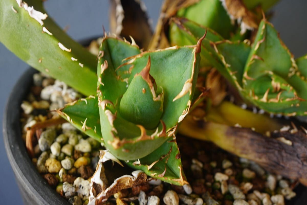 Yahoo!オークション - fo222 Agave Titanota.アガベ チタノタ ぶつぶつ...