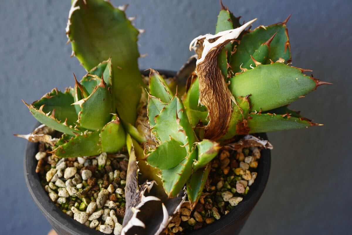 Yahoo!オークション - fo222 Agave Titanota.アガベ チタノタ ぶつぶつ...