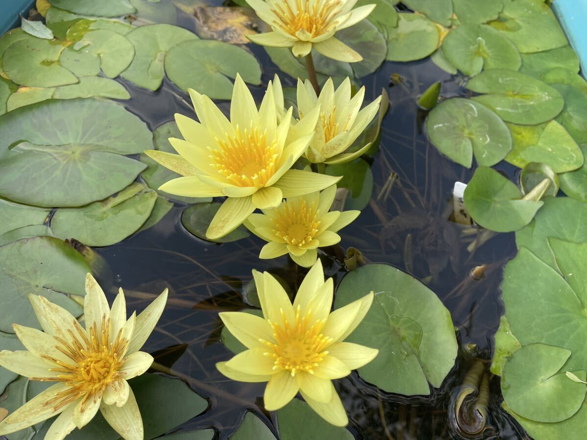 Yahoo!オークション - 【Kazuのメダカ睡蓮ビオトープ】セントルイス・...