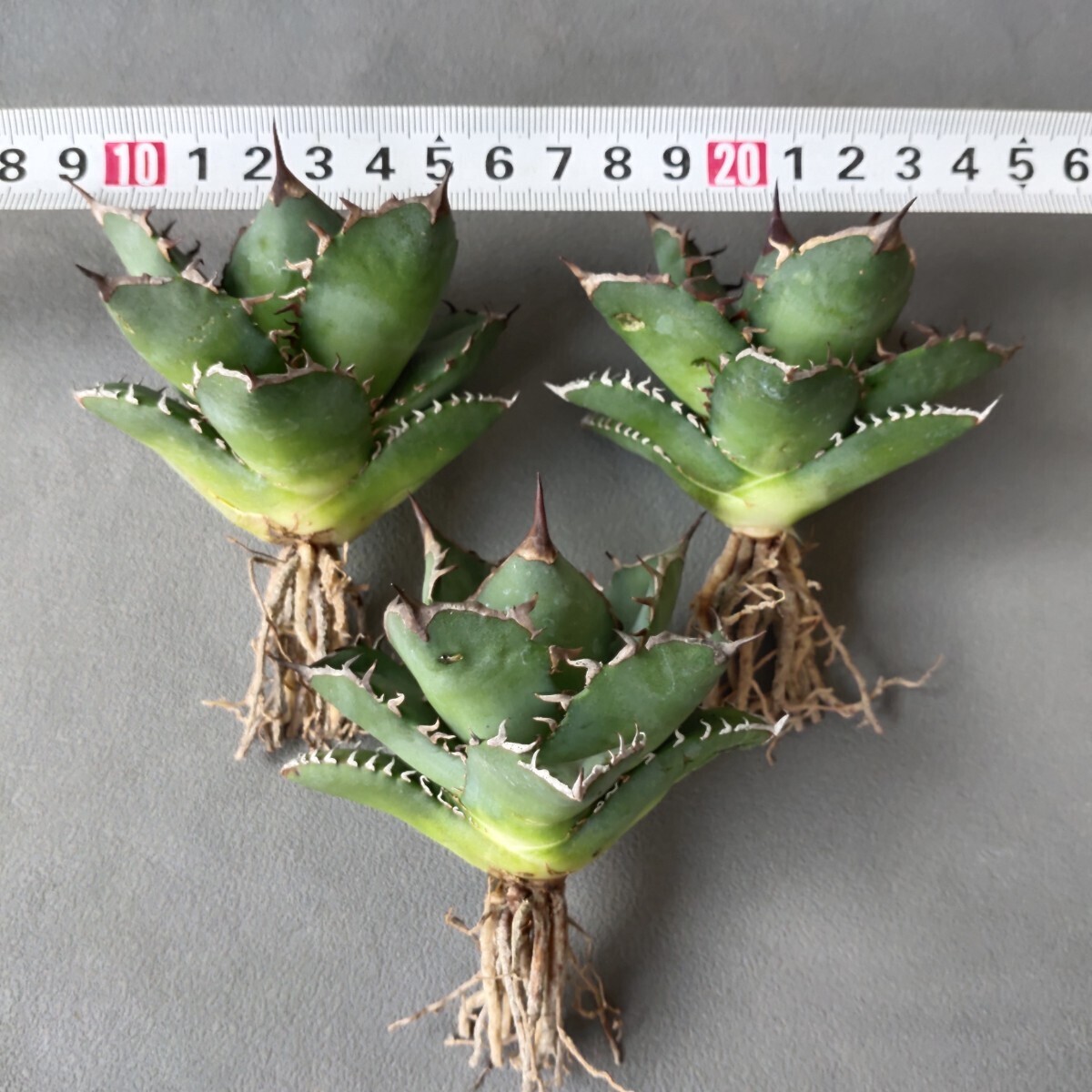 Yahoo!オークション - A637 アガベ チタノタ 宝珠 極上強棘 狂棘 優良...