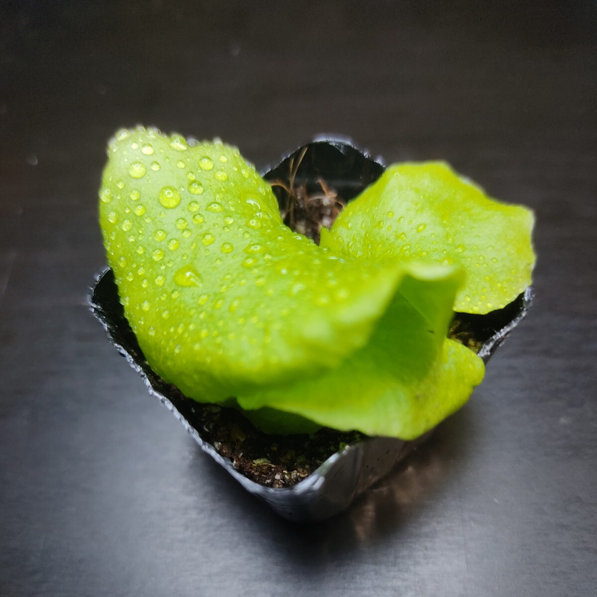 Yahoo!オークション - [ビカクシダ]Ridleyi リドレイ 幼苗 No.601D