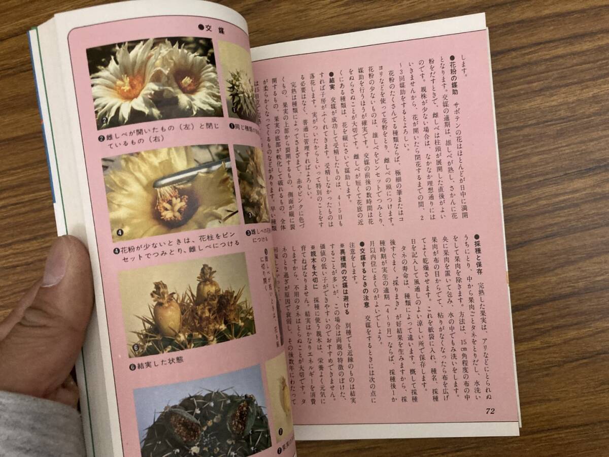 Yahoo!オークション - NHK 趣味の園芸作業12か月5 サボテン 平尾博/39B