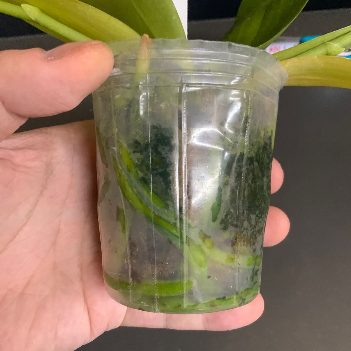 Yahoo!オークション - (^ ^)(600) Phal. Yaphon Perfume '815'