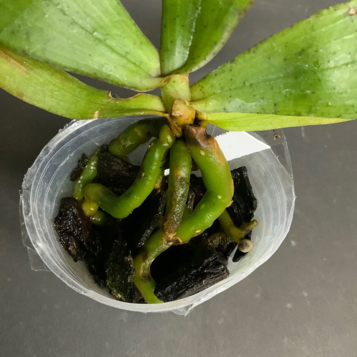 Yahoo!オークション - (^ ^)(754) Aerangis Kotschyana