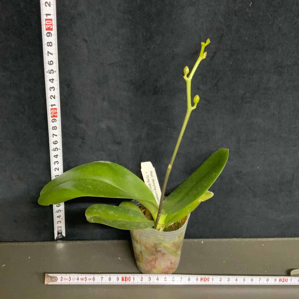 Yahoo!オークション - (^ ^)(788)Phal. Hsinying Leopard x Tying Shin...