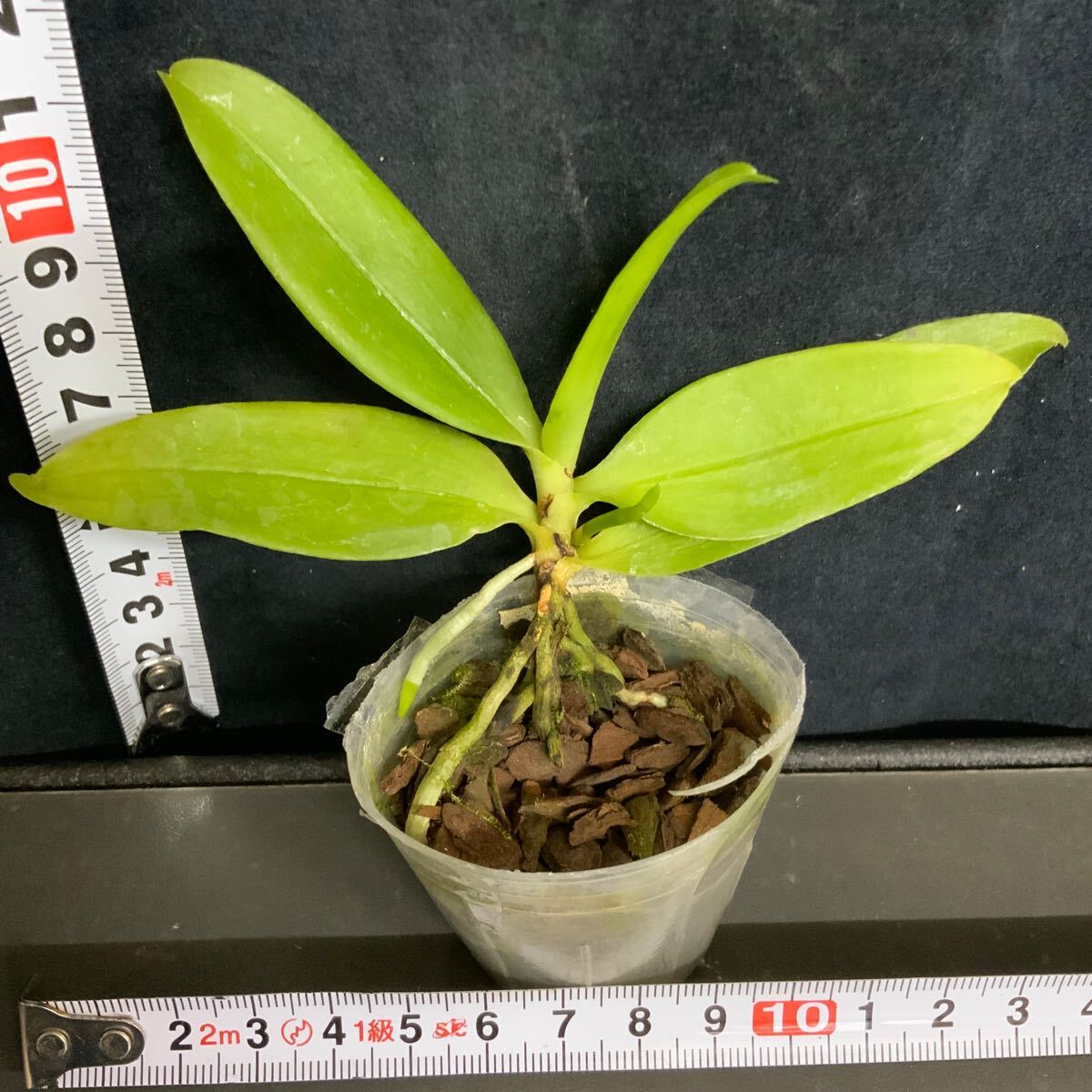 Yahoo!オークション - (^ ^)(812)Aerangis citrata