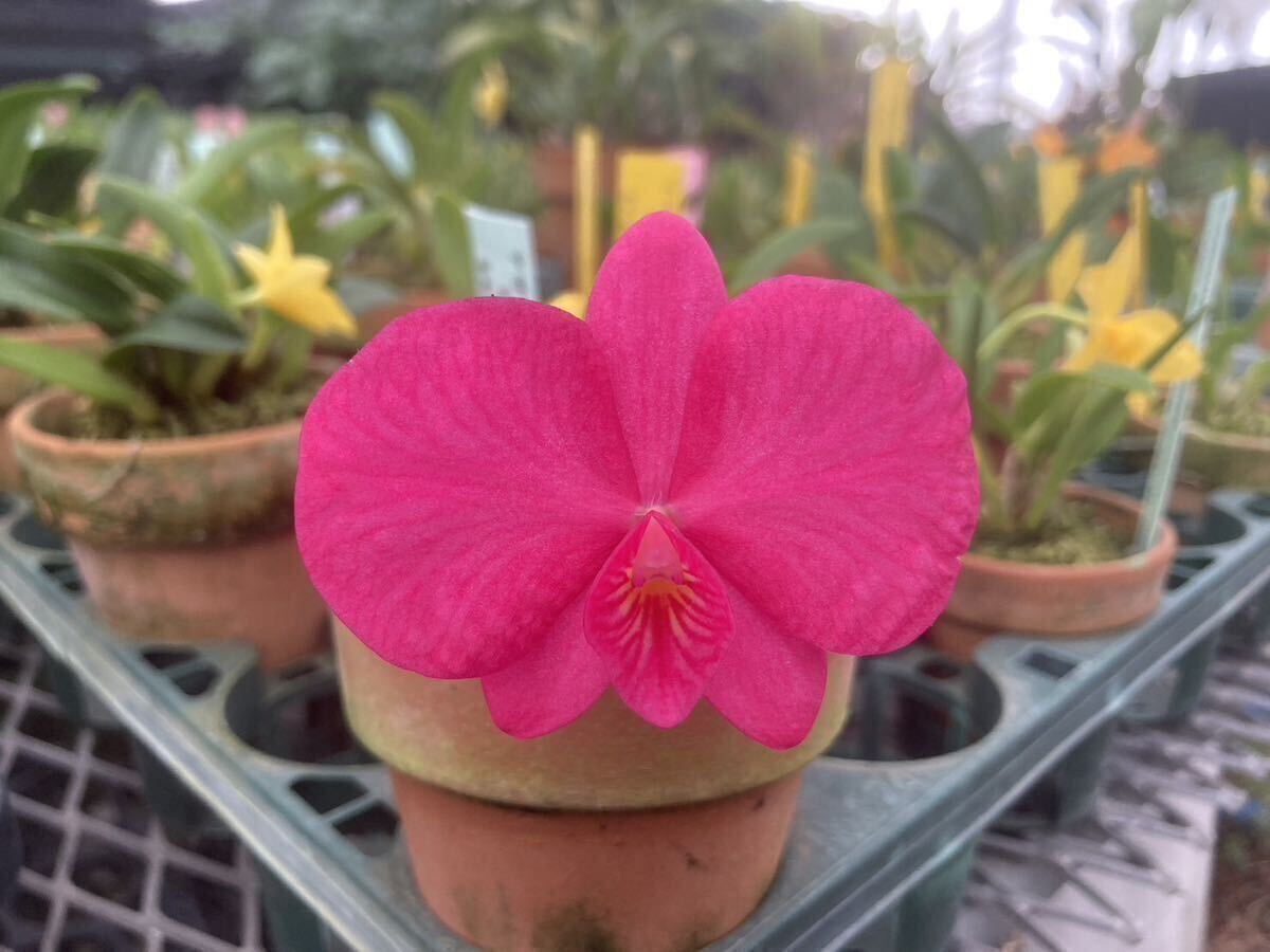 Yahoo!オークション - (^ ^)(831) Cattleya wittigiana x sib