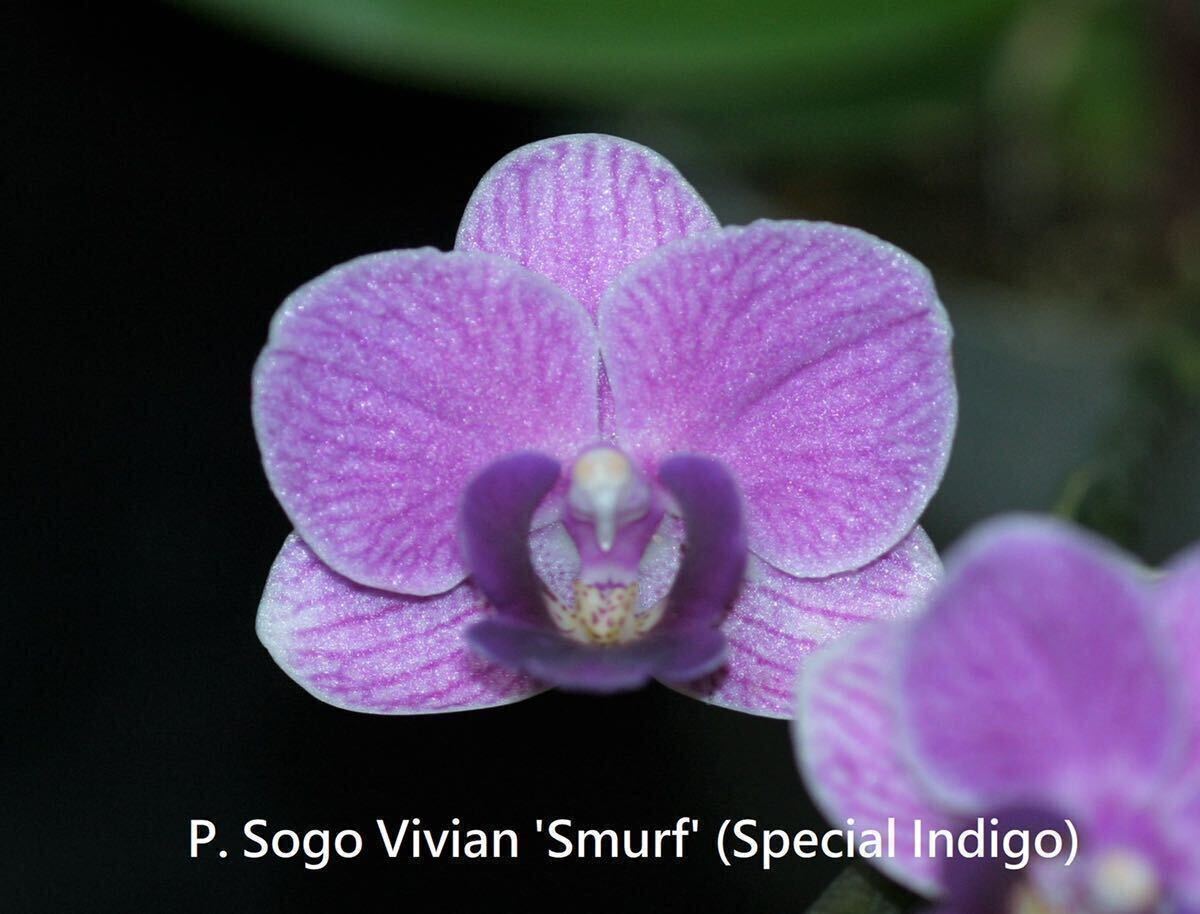 Yahoo!オークション - (^ ^)(796) Phal. Sogo Vivian 'Smurf' (Special...