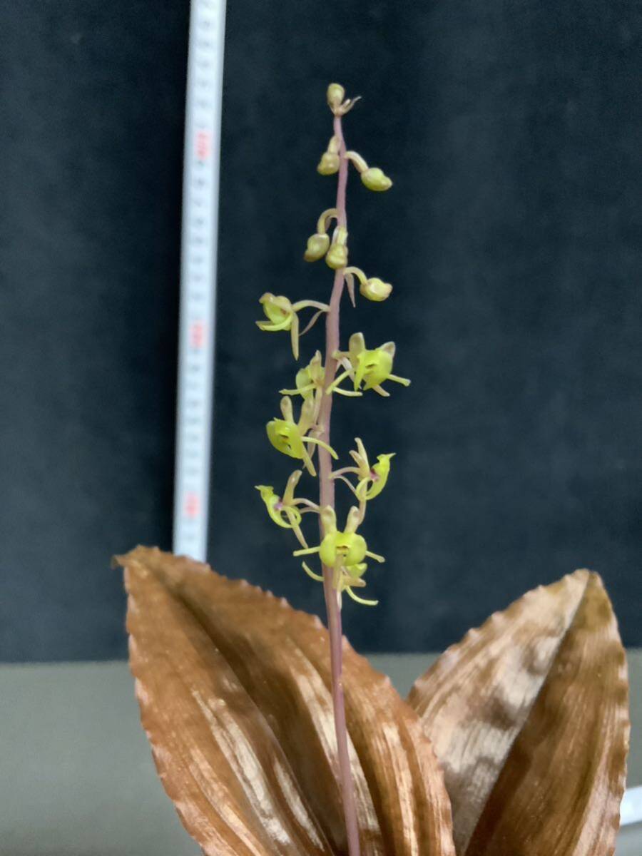 Yahoo!オークション - (^ ^)(752) Crepidium calophyllum