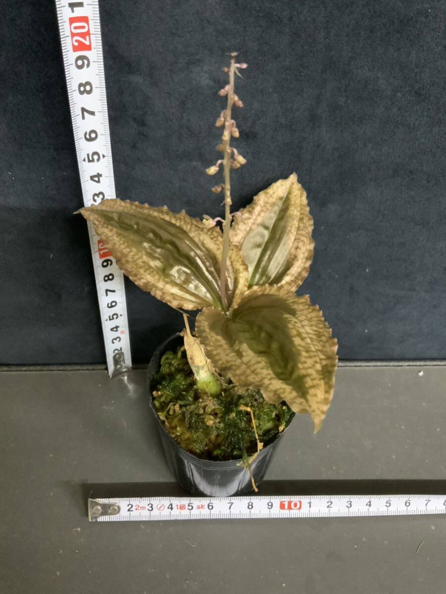 Yahoo!オークション - (^ ^)(752) Crepidium calophyllum