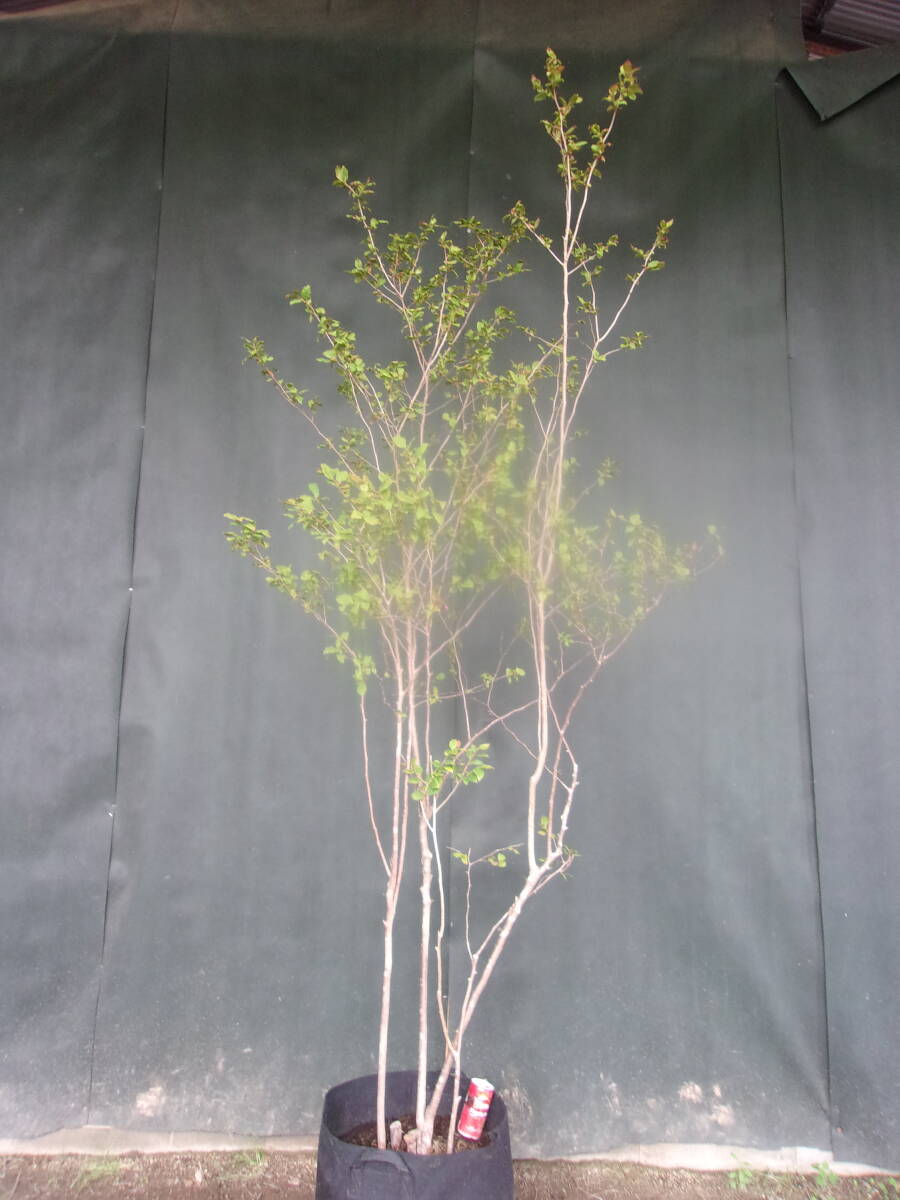 Yahoo!オークション - ナツハゼ 山取 658