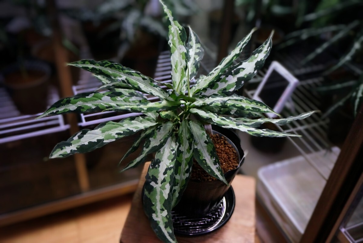 Yahoo!オークション - アグラオネマ ピクタム tricolor LA0913-1ss LA...