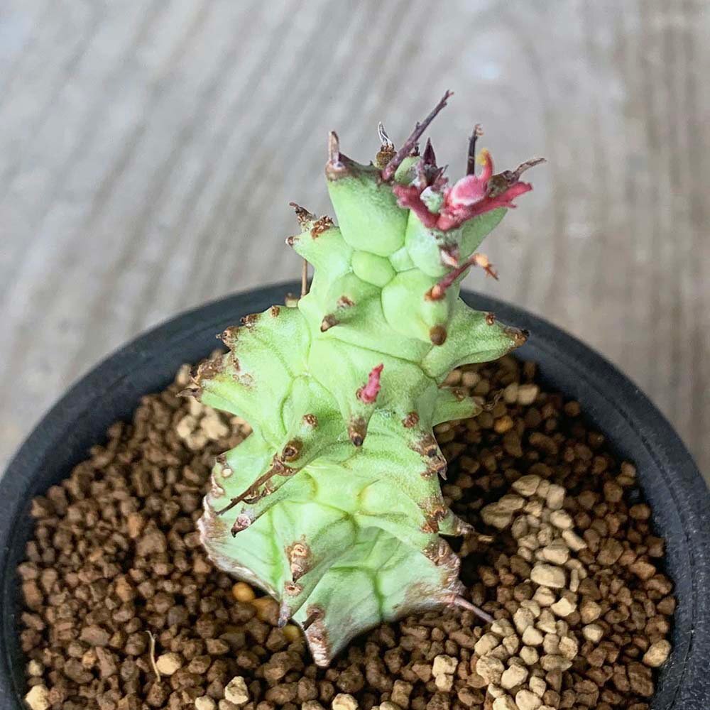 1円スタート ユーフォルビア ホリダモンストローサ 2.5号 *A0611 発根済み(中古)のヤフオク落札情報