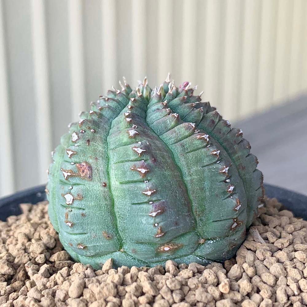 Yahoo!オークション - ユーフォルビア インファウスタ 2.5号 A0611【発...