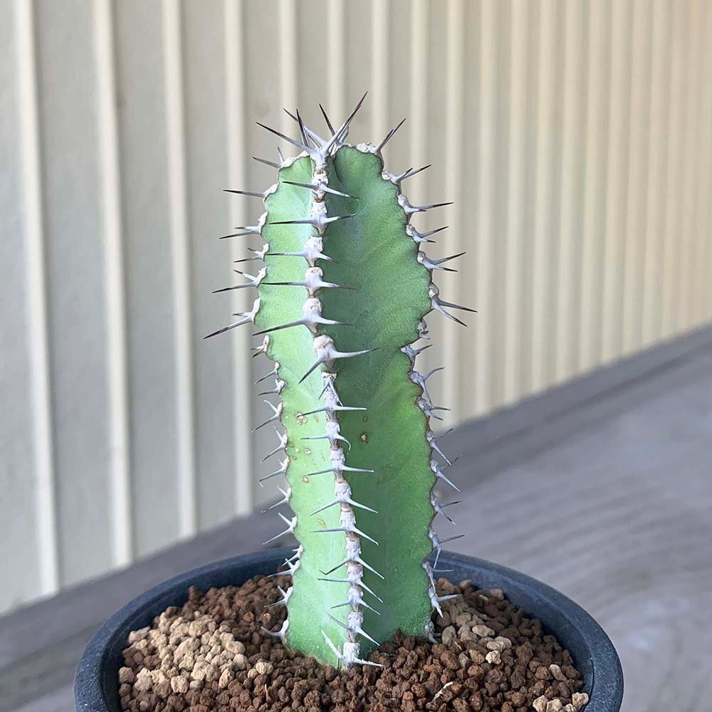 Yahoo!オークション - ユーフォルビア ポリアカンサ 2.5号 A0611【発根...