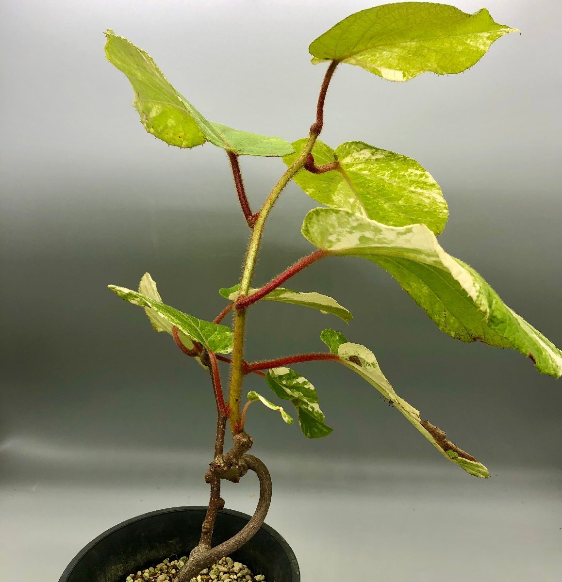 Yahoo!オークション - -G93-キゥイ【斑入り・雌木】062011