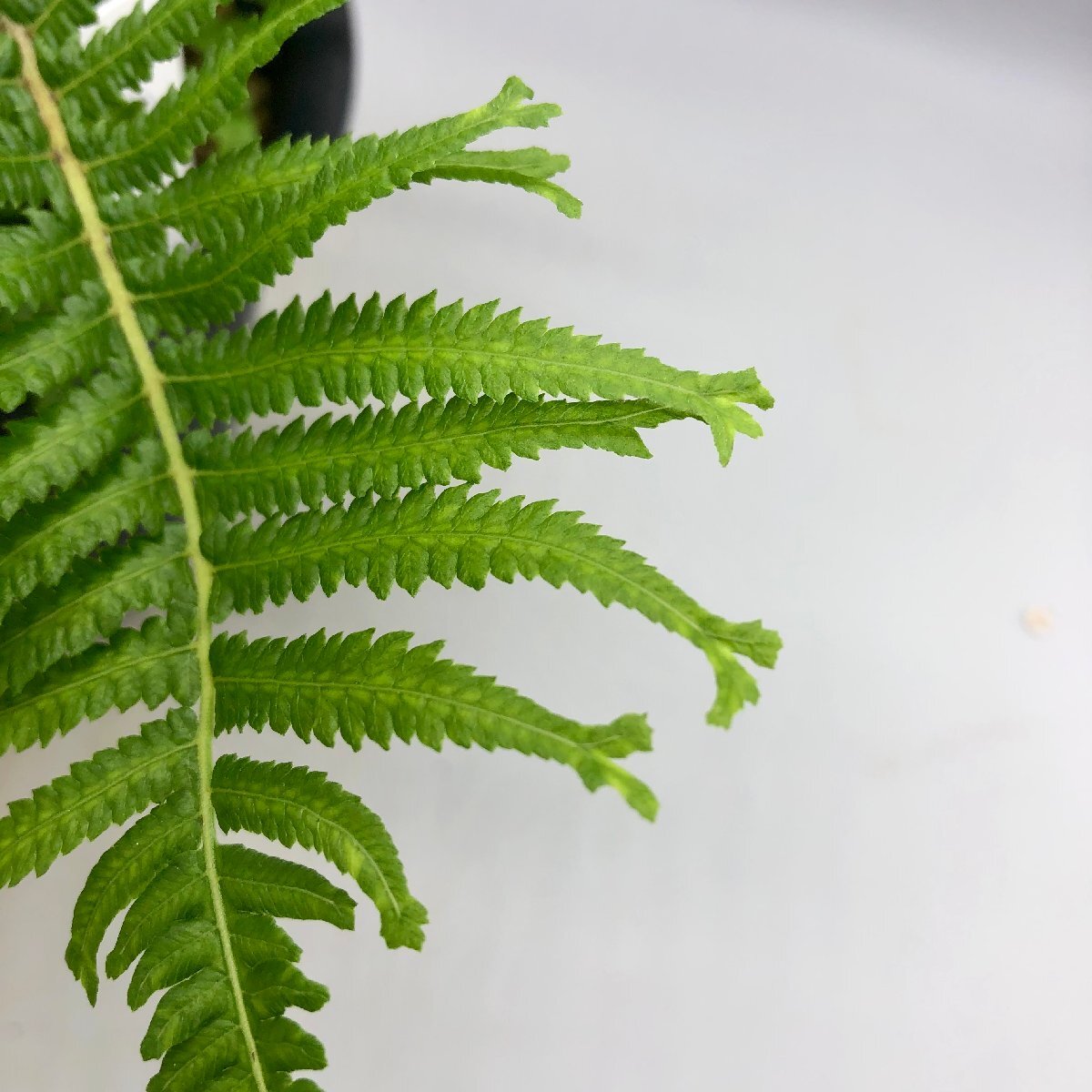 Yahoo!オークション - -G93-シケシダ【獅子葉】062001