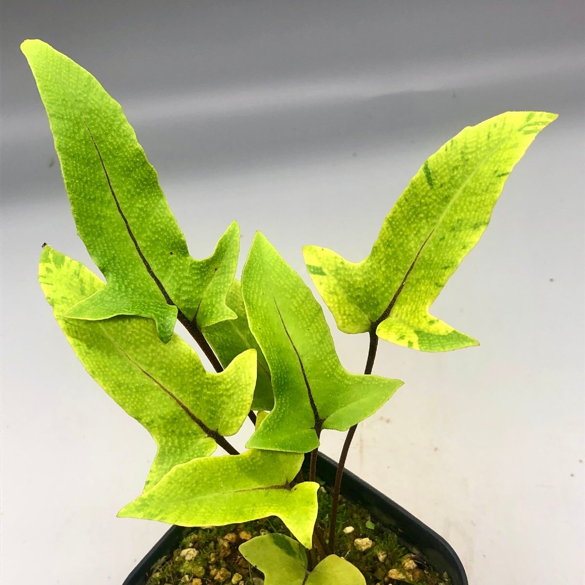 Yahoo!オークション - -G93-イワオモダカ【斑入り】 062711