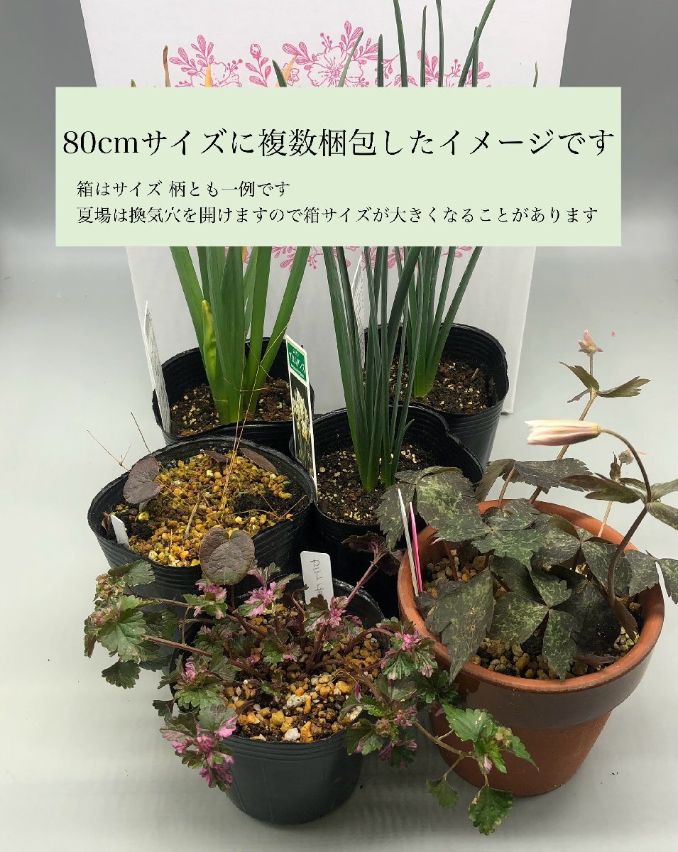 Yahoo!オークション - -G93-ニシキシダ【白斑・獅子】 062712