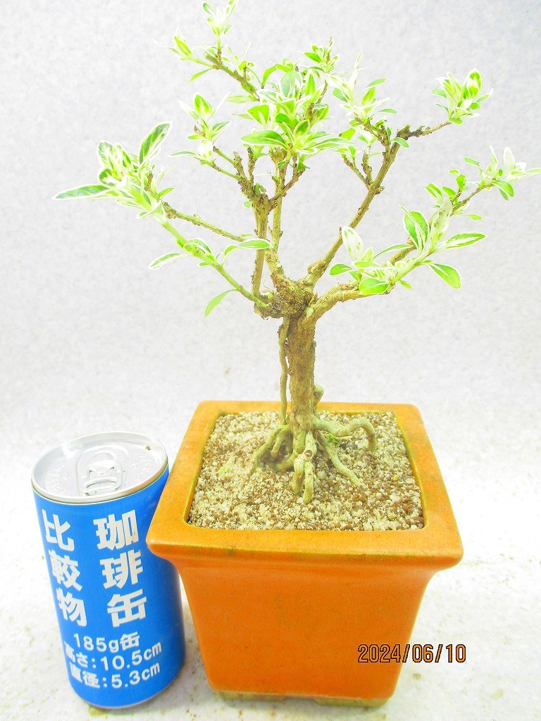 Yahoo!オークション - [讃岐屋緑兵衛]斑入白鳥花(6421朱釉正方鉢)全高 ...