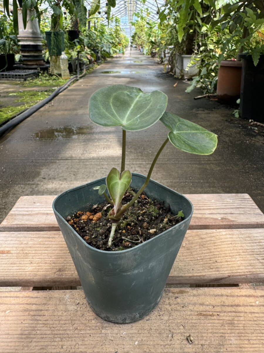 Yahoo!オークション - アンスリウム・クラリネルビウム Anthurium Clar...